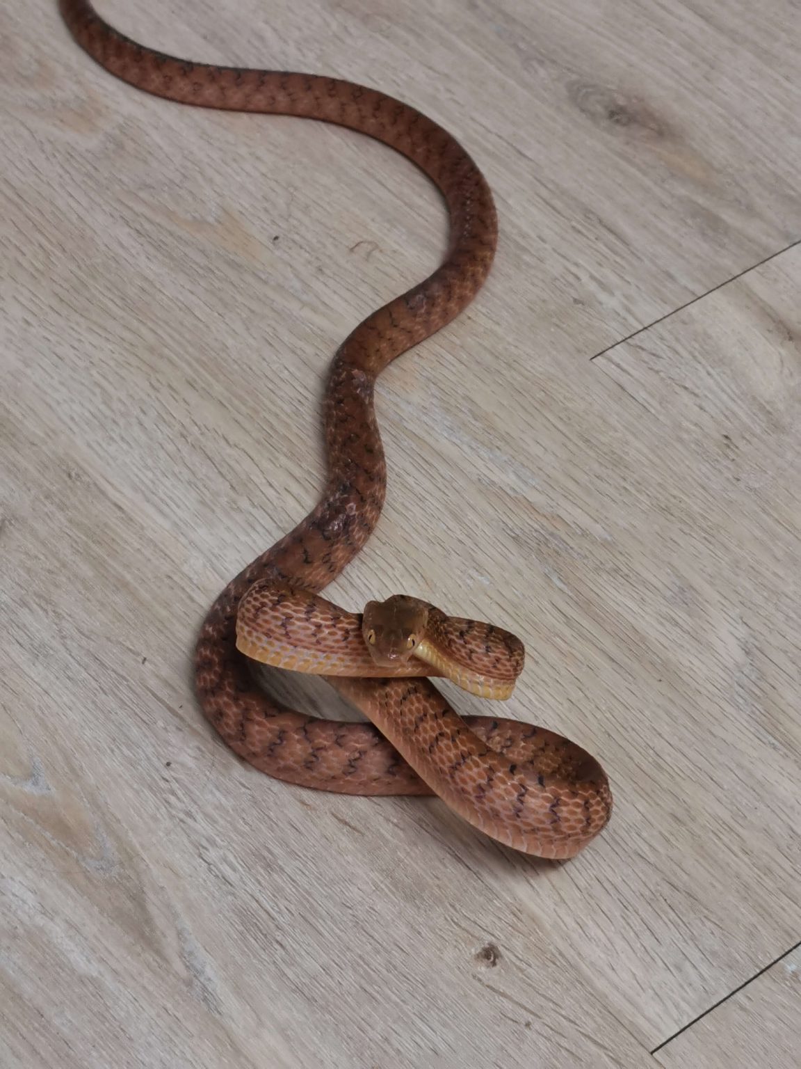 Snake Identification | Sunshine Coast Snakes | Snake Rescue