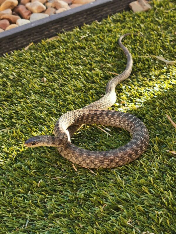 Snake Identification | Sunshine Coast Snakes | Snake Rescue