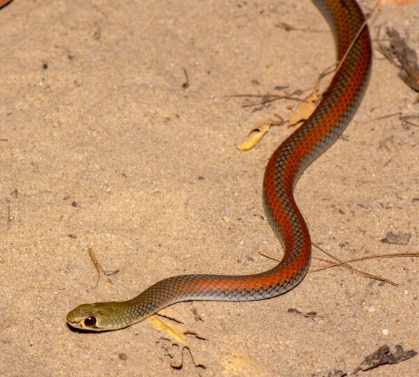 Snake Identification | Sunshine Coast Snakes | Snake Rescue