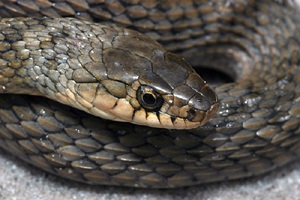 Snake Identification | Sunshine Coast Snakes | Snake Rescue