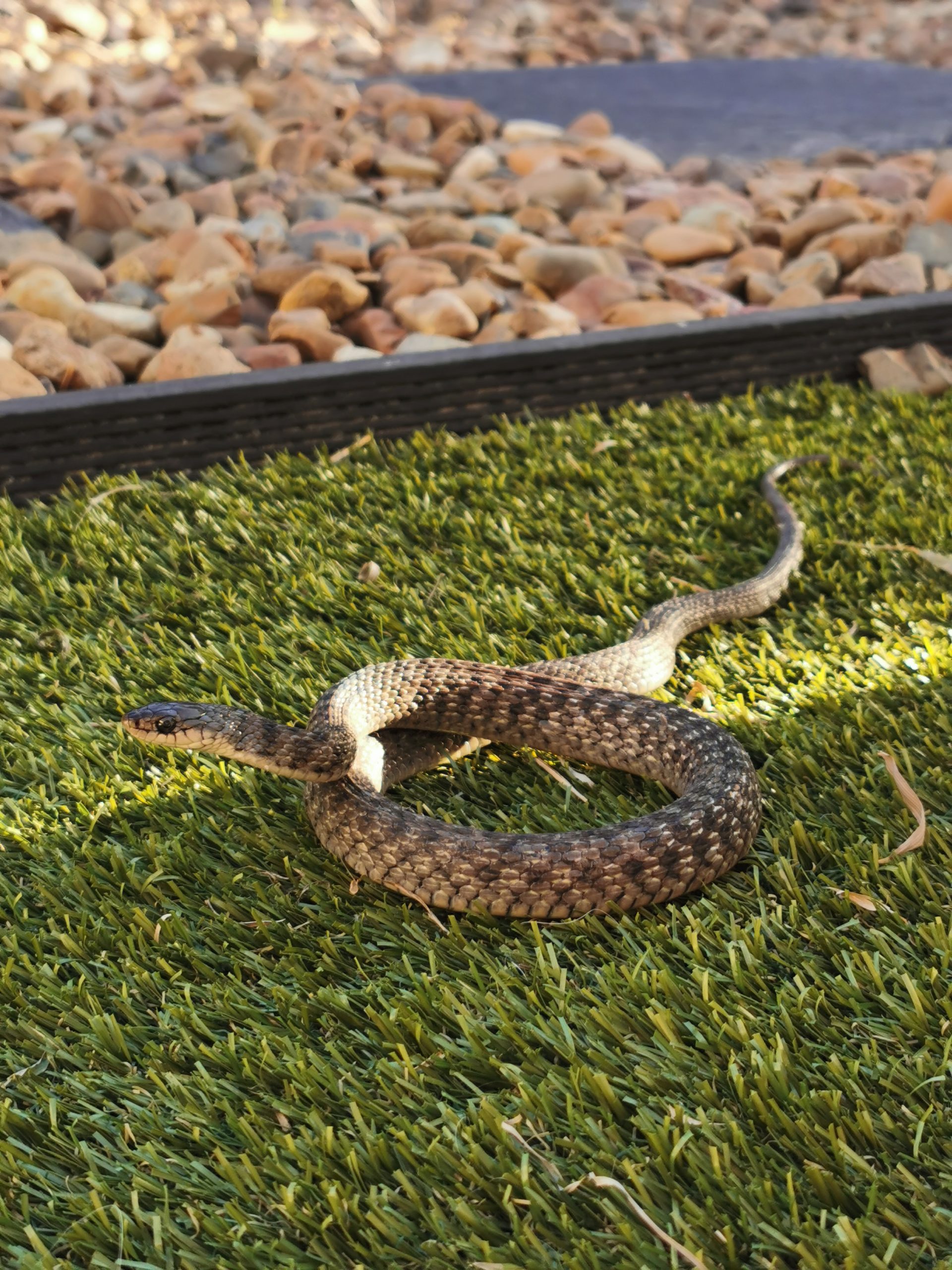 Services | Snake Rescue Sunshine Coast