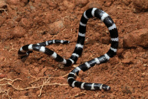 Snake Identification | Sunshine Coast Snakes | Snake Rescue