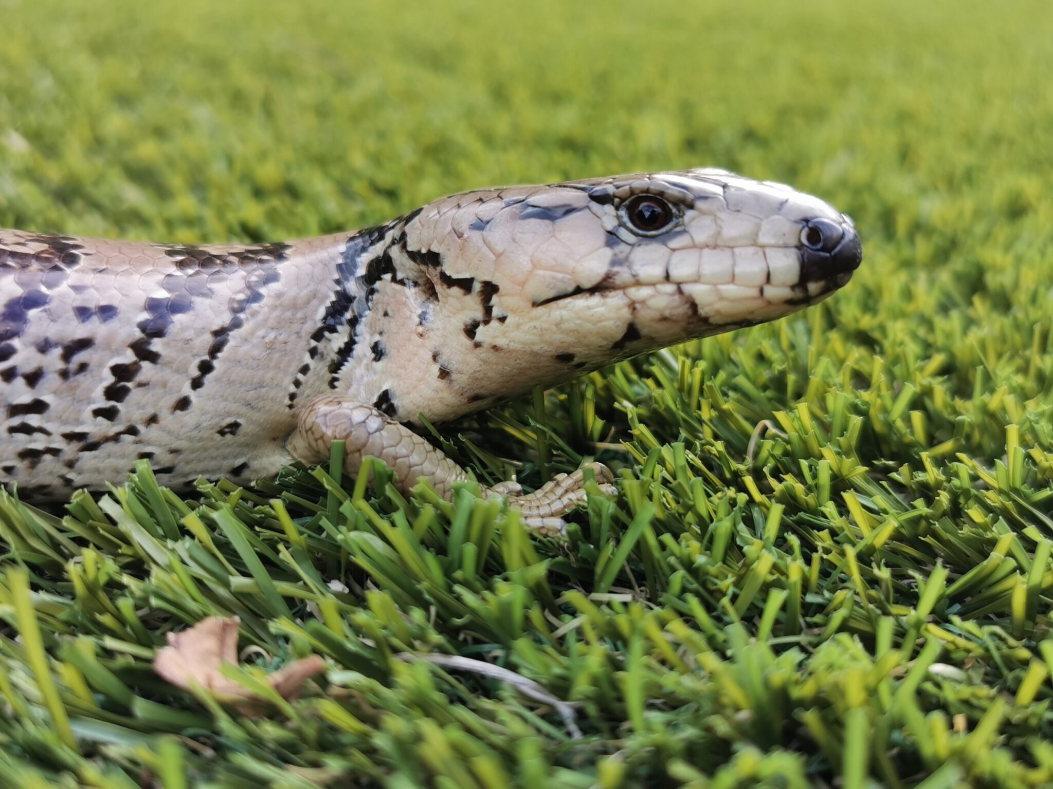 Snake Identification | Sunshine Coast Snakes | Snake Rescue