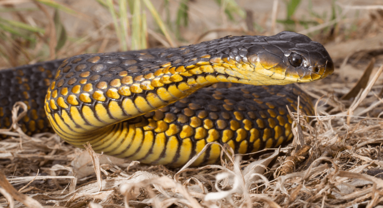 Snake Identification | Sunshine Coast Snakes | Snake Rescue