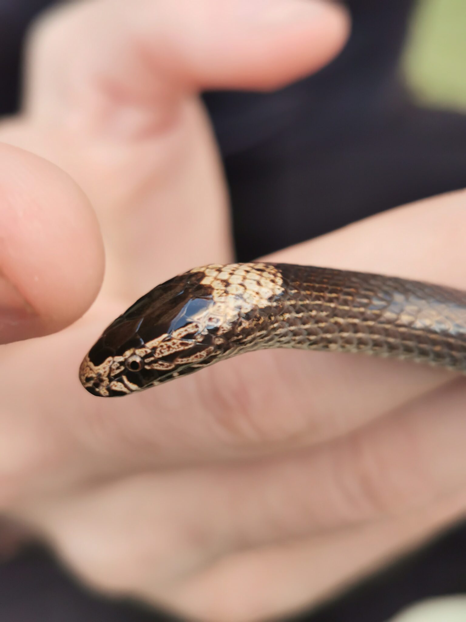 Snake Identification | Sunshine Coast Snakes | Snake Rescue