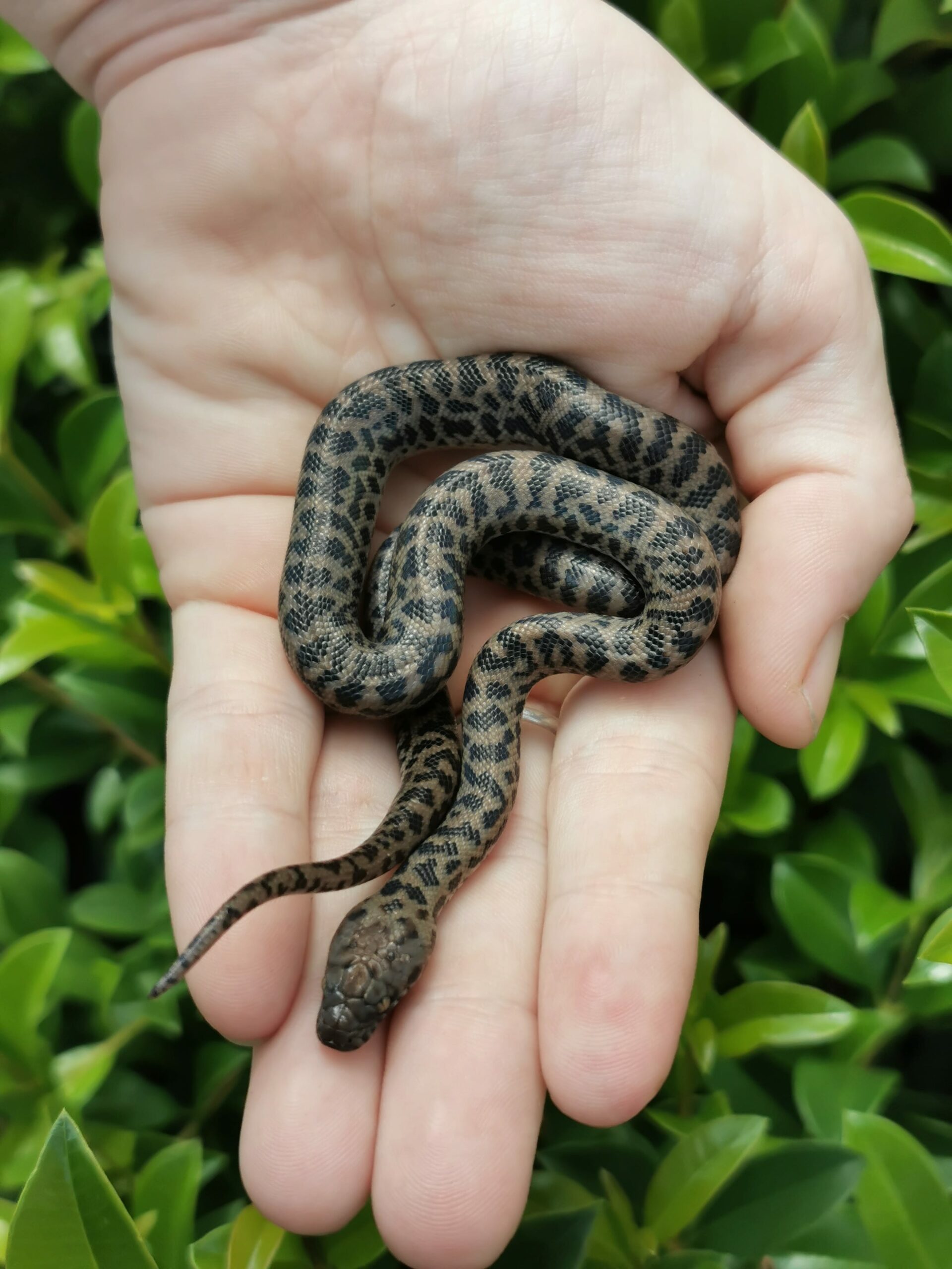 Snake Bite First Aid | Licensed Snake Handlers | Snake Rescue