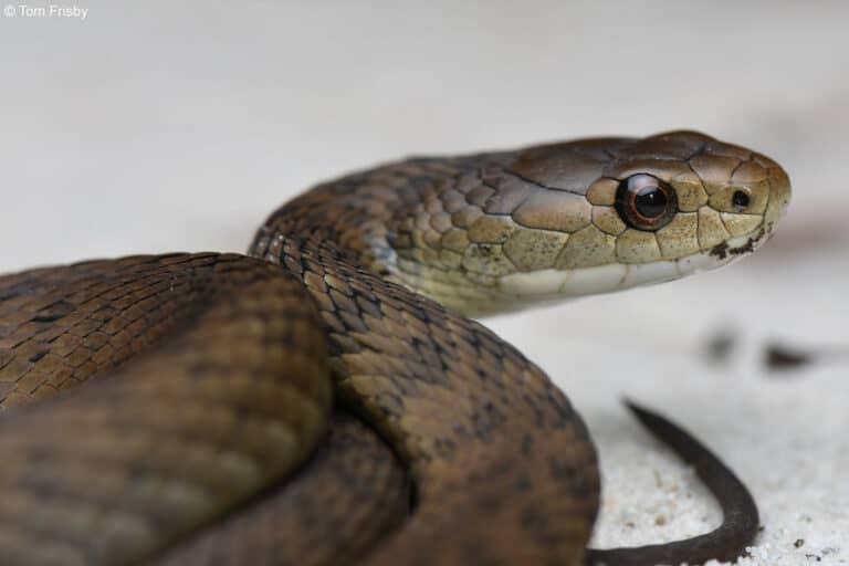 Snake Identification | Sunshine Coast Snakes | Snake Rescue