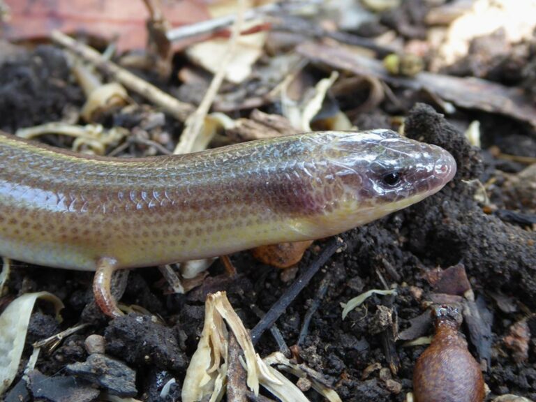 Snake Identification | Sunshine Coast Snakes | Snake Rescue